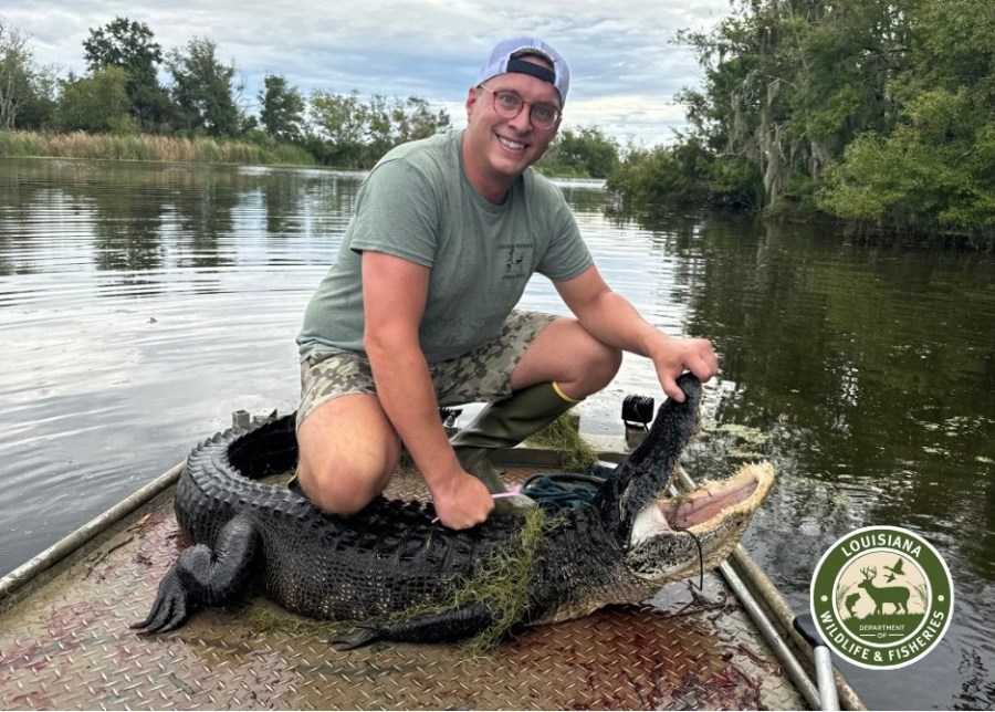 Alligator hunters post successful 2024 season in Louisiana, LDWF may ...