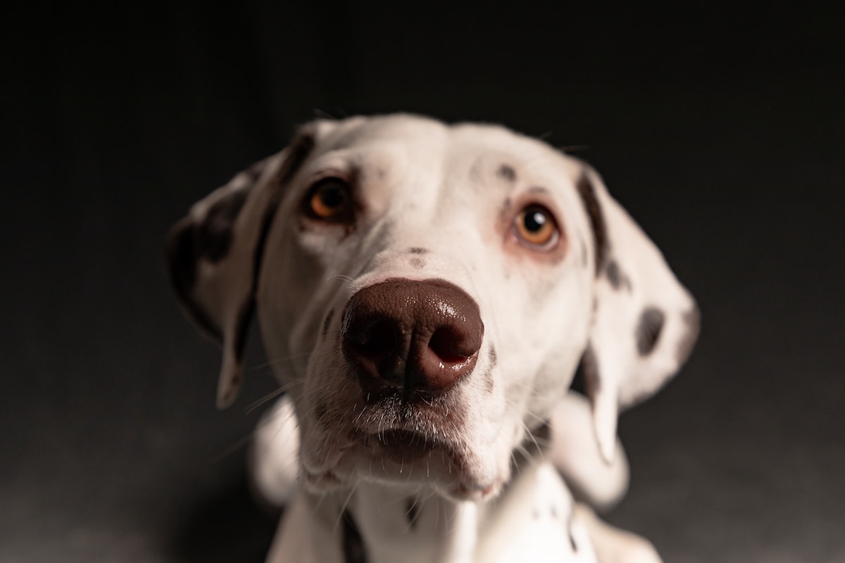 Tripod Liver Spotted Dalmatian with the Toothiest Grin Is the Cutest ...