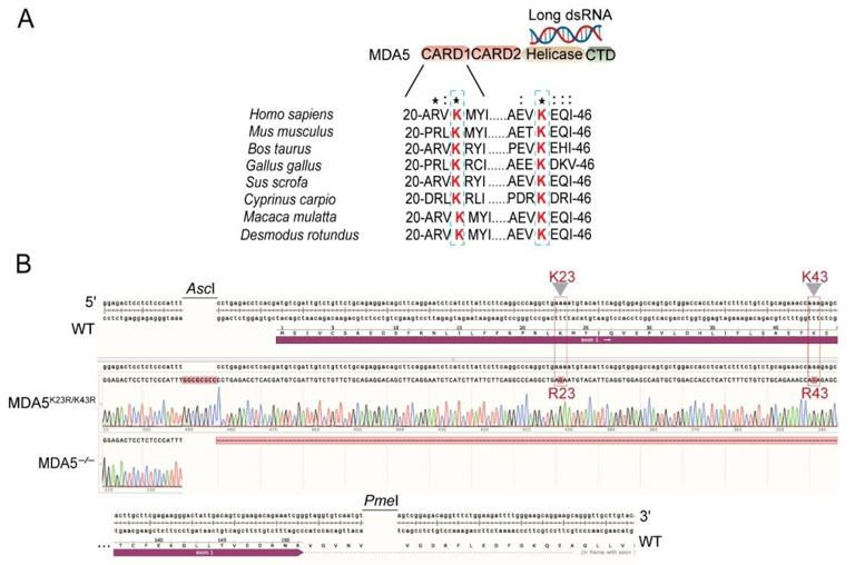 Immune protein modification can curb viral replication and heart ...