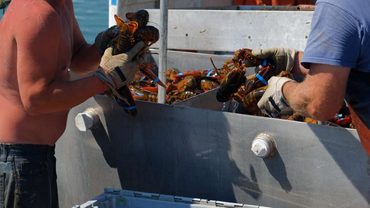 Zoning Police Come for Cape Cod Lobsterman