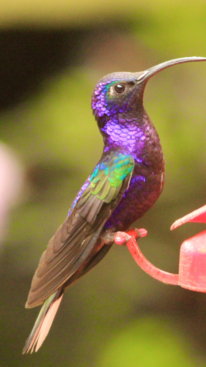 10 rare purple colour birds