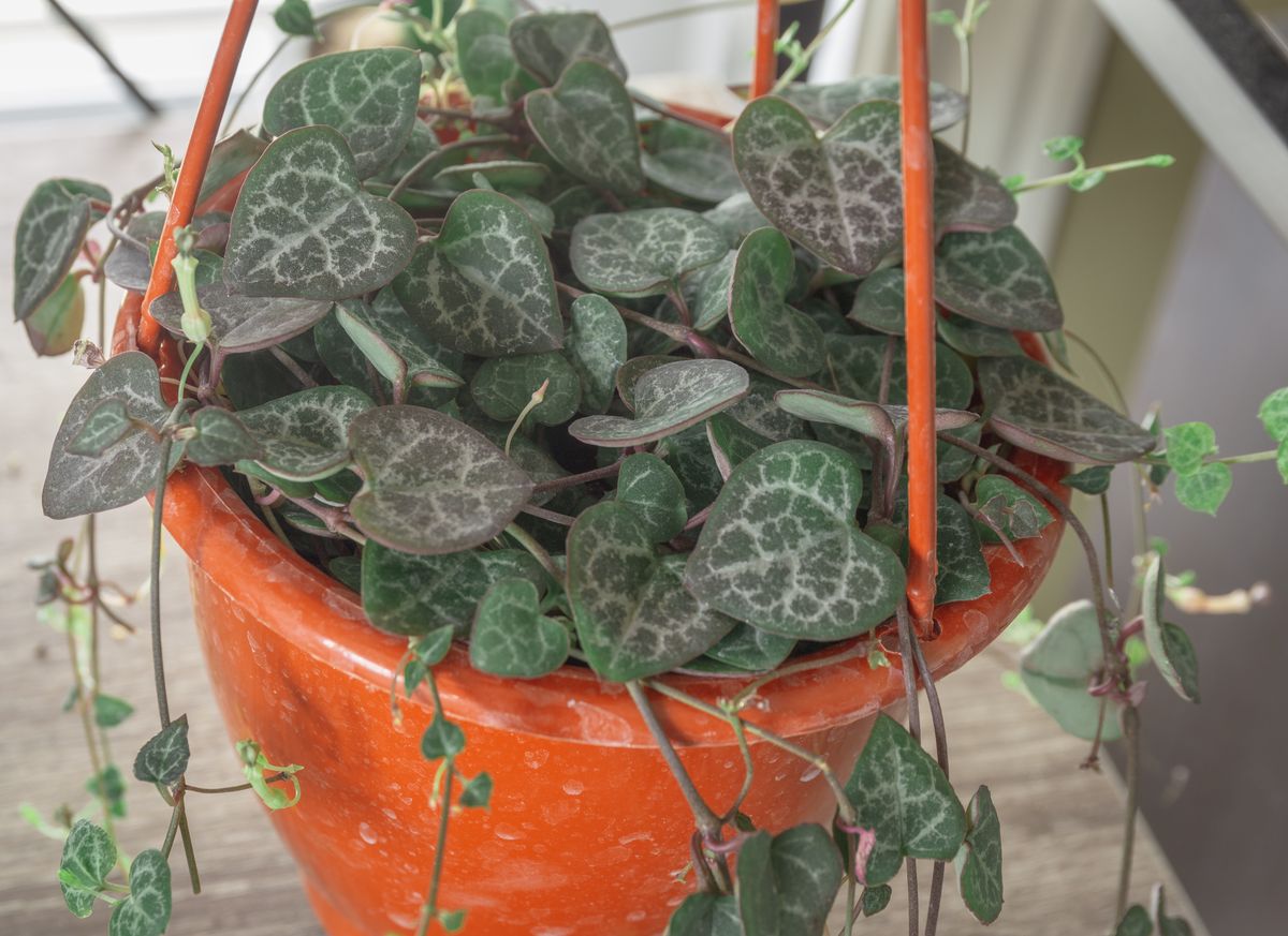 These Hanging Plants Will Glam Up Any Space