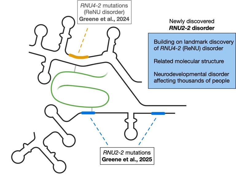 Study identifies new genetic cause of neurodevelopmental disorders ...