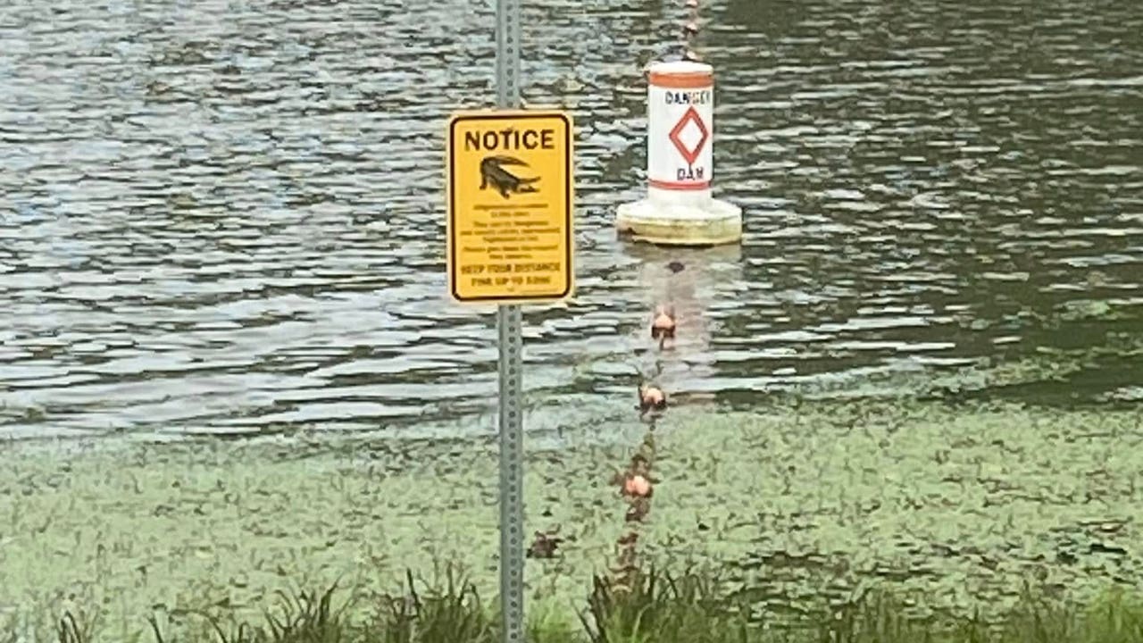 Alligator possibly spotted at Lake Jimmy Jackson in Hogansville