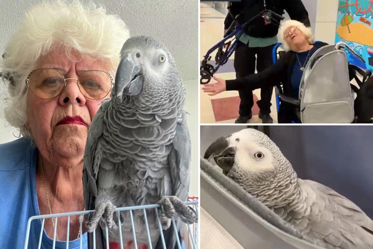 Grandma stranded with emotional support parrot in Puerto Rico finally ...