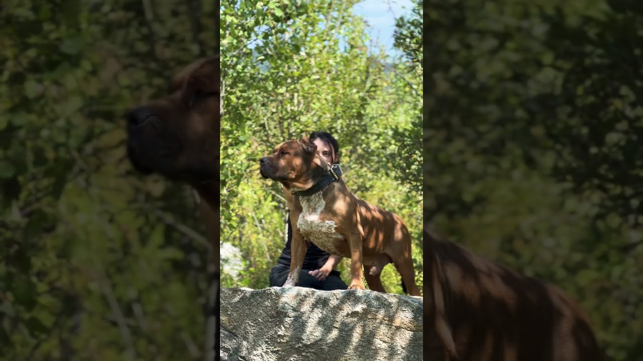 Rate this 10-year-old pit bull—how handsome is he?