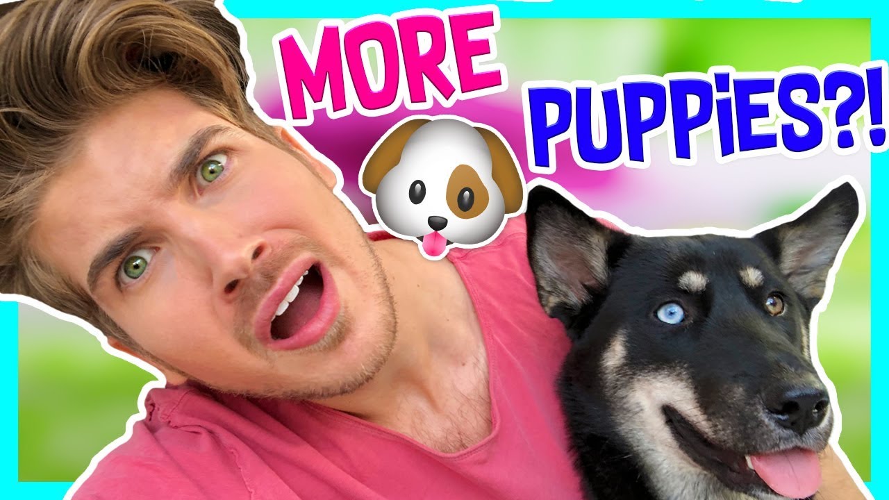 Lark might be expecting a litter of adorable puppies