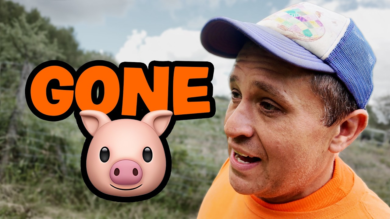 Why all the pigs are gone from the farm