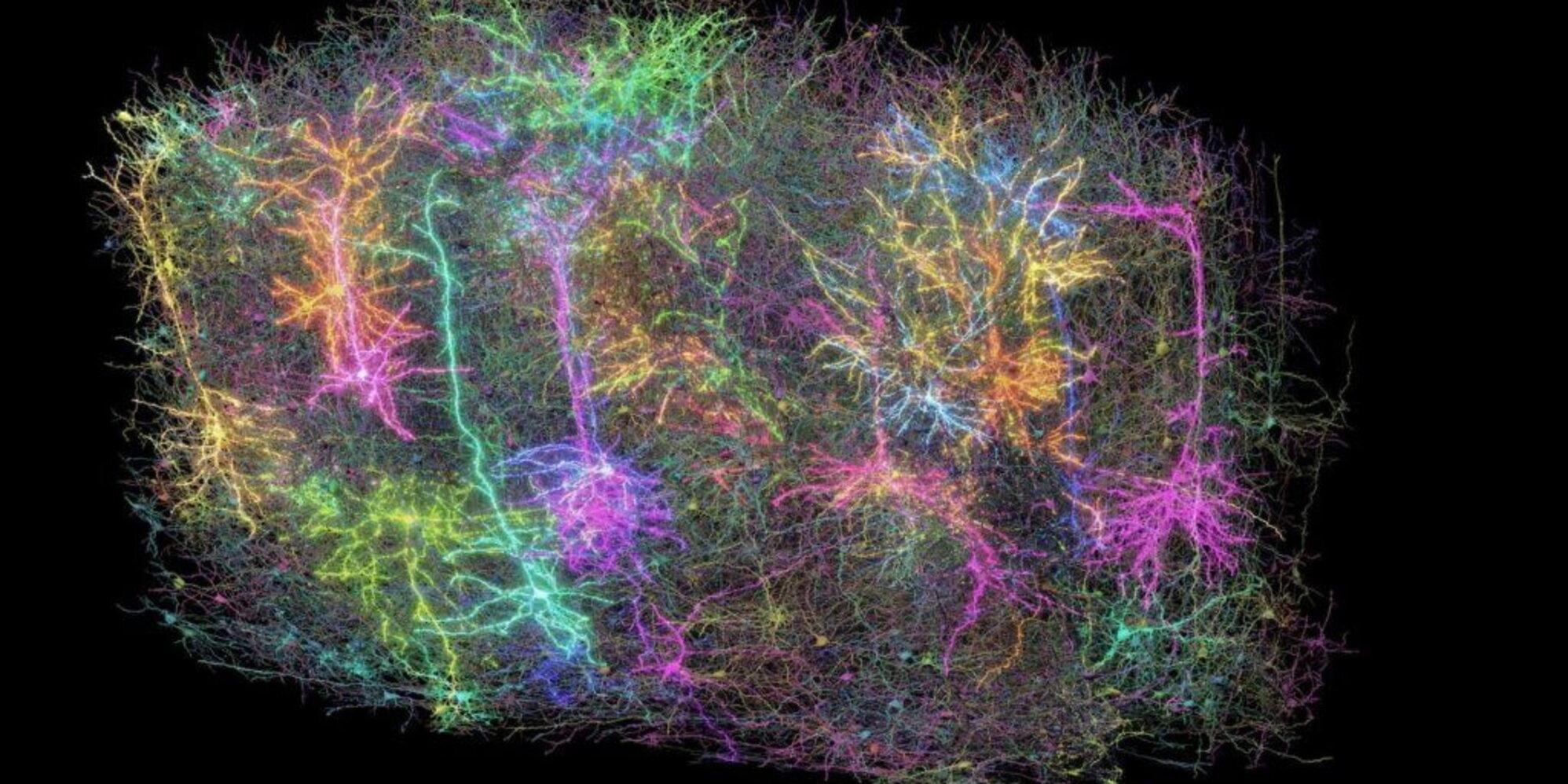 Ottenuta la mappa più completa del cervello di un mammifero