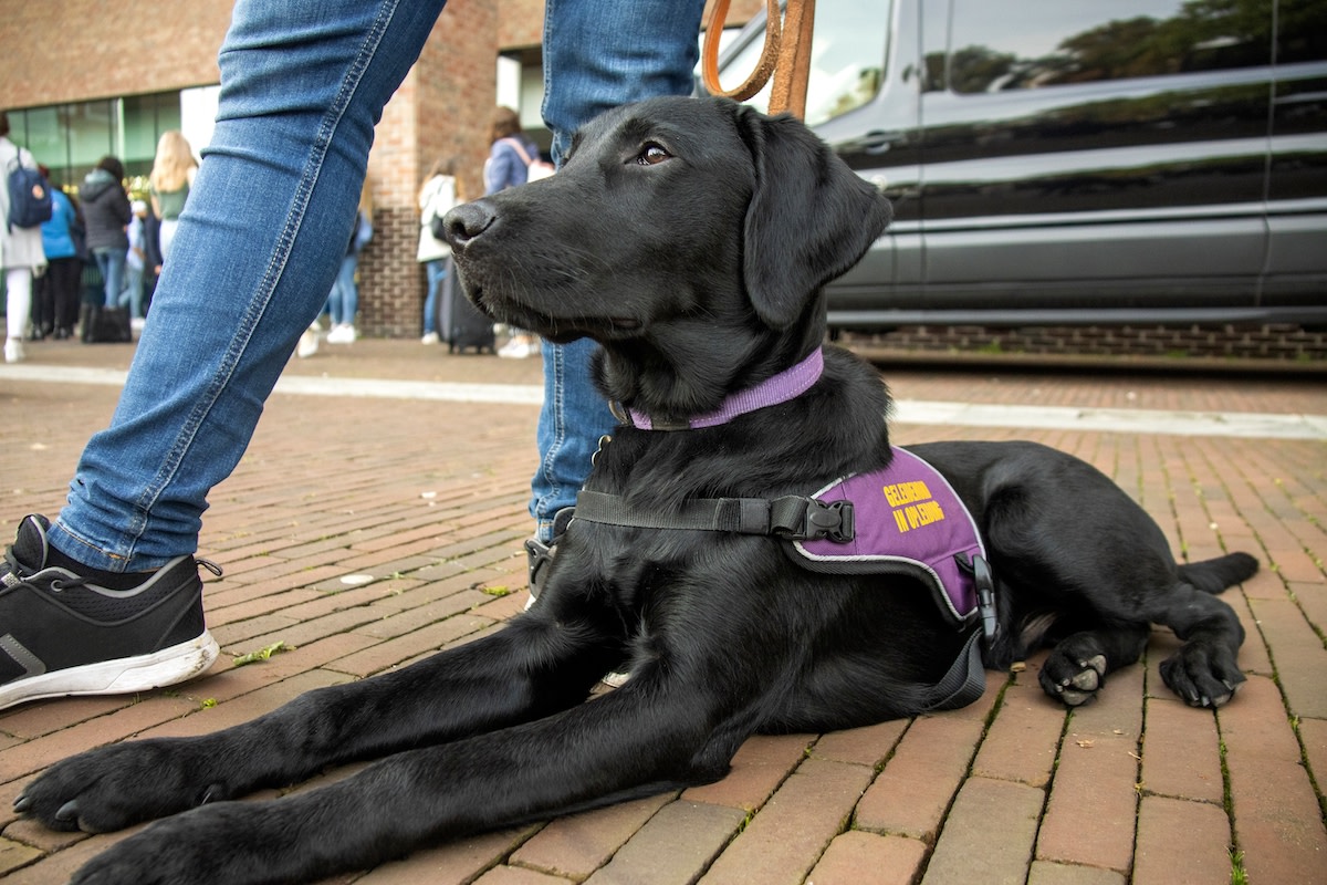 California Inmates Share Tearful Reunion with the Service Dogs They ...