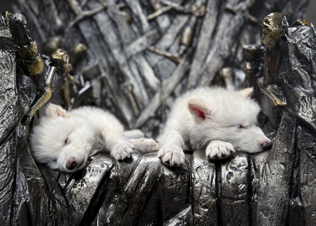 Has the dire wolf been brought back to life? Here’s what we know