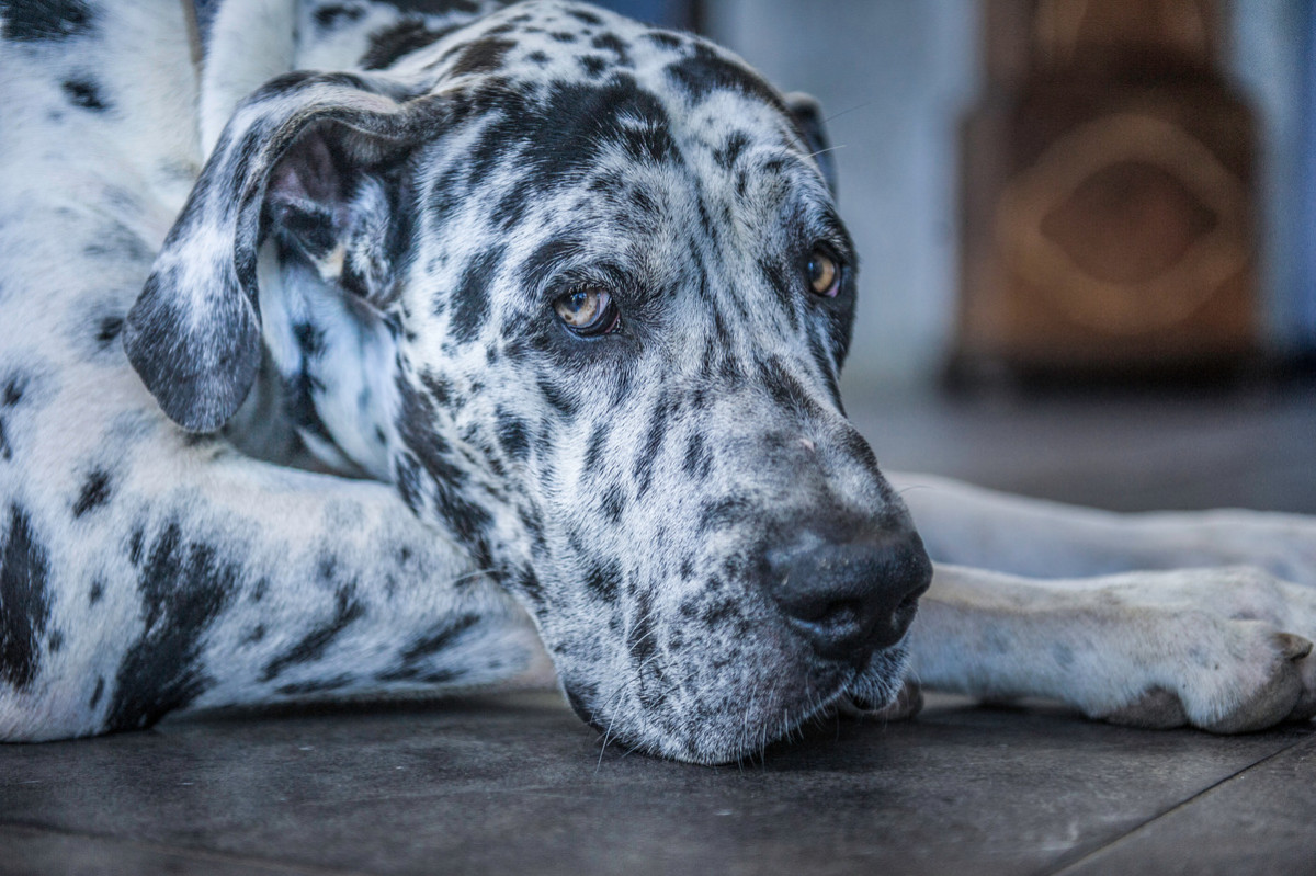 Great Dane Trying to Play With Smaller Pet Siblings Is Breaking Hearts