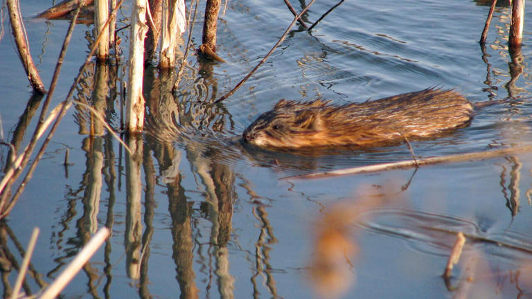 Study offers a look beneath the surface of muskrat behavior