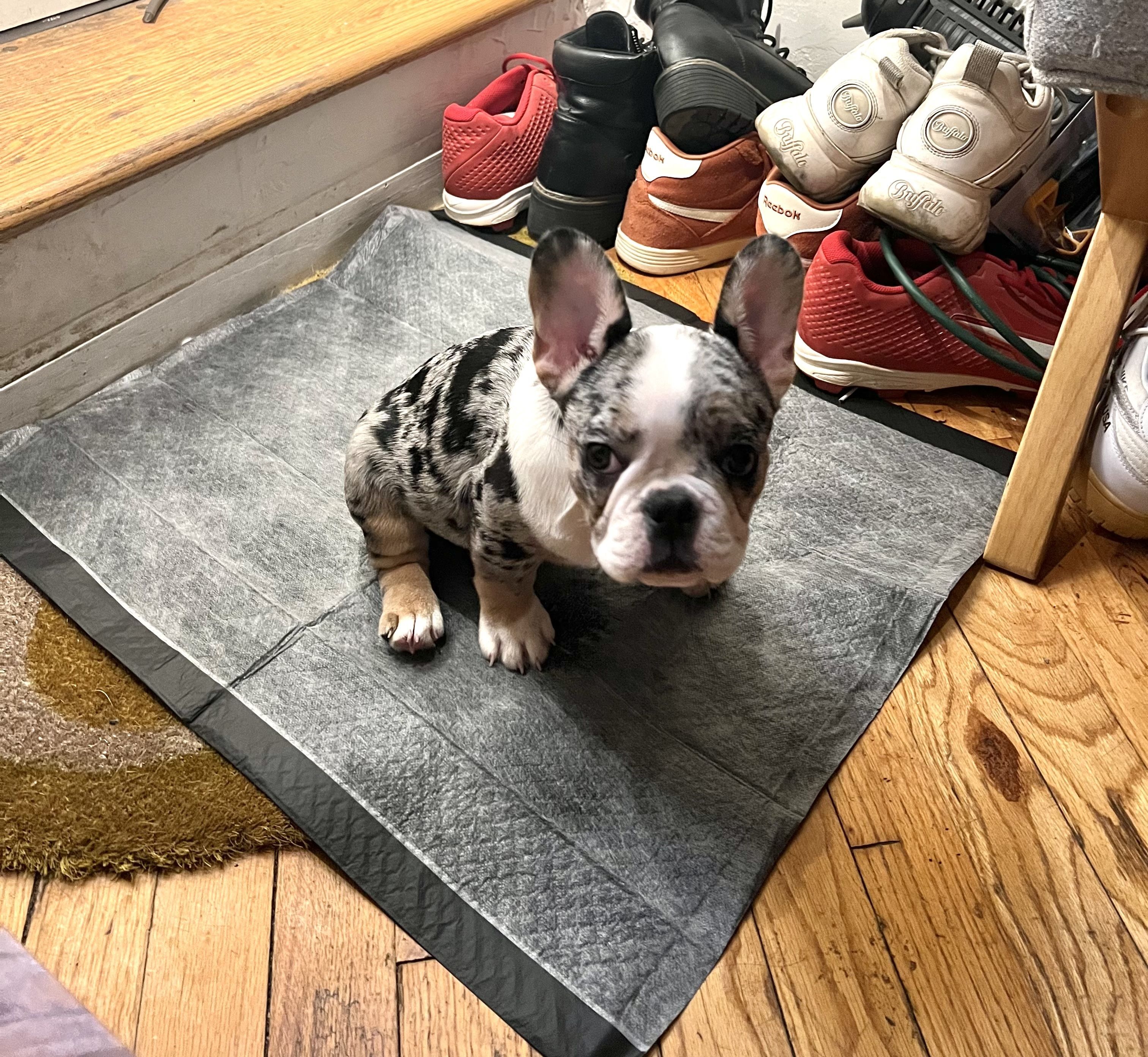 The Best Pee Pads for Dogs