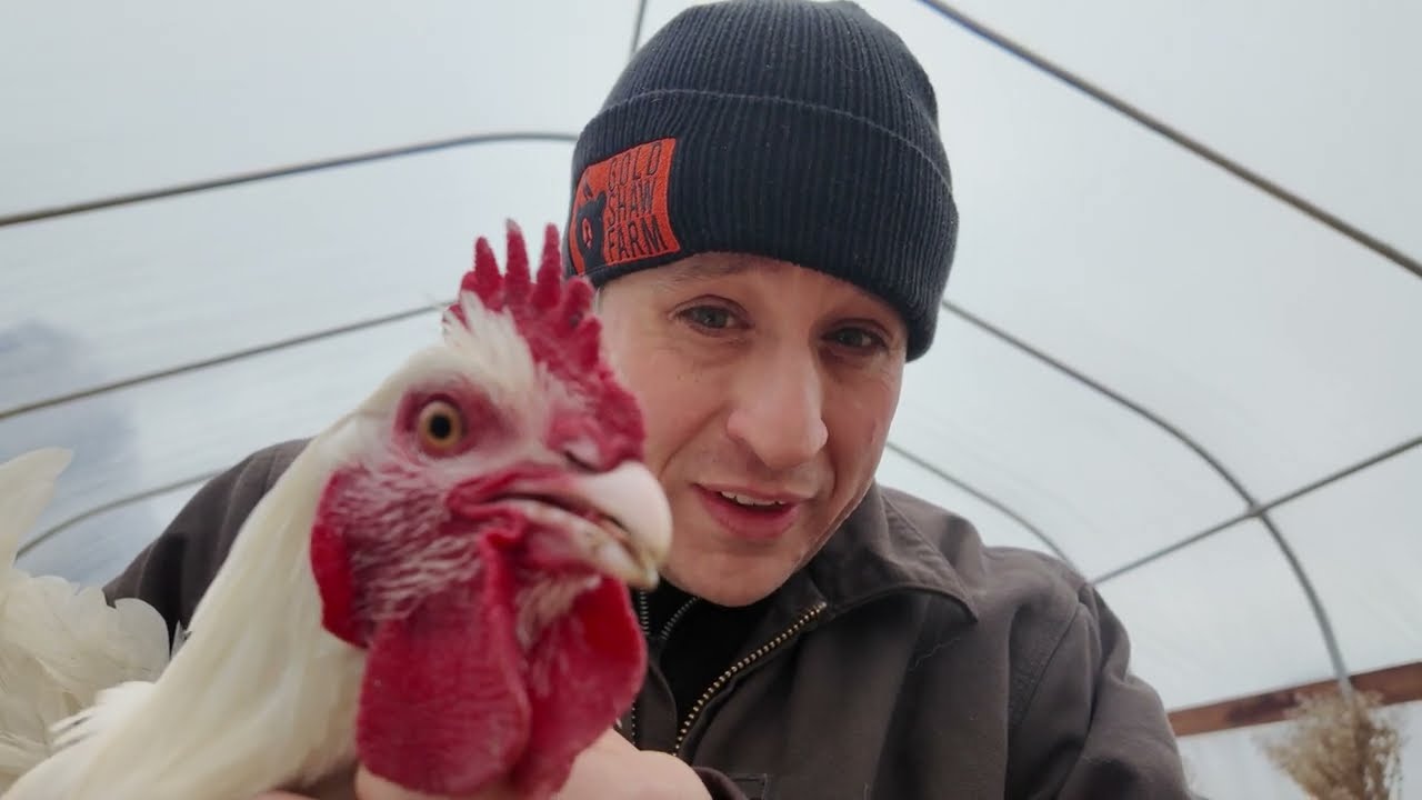 Why there's no such thing as a perfect rooster