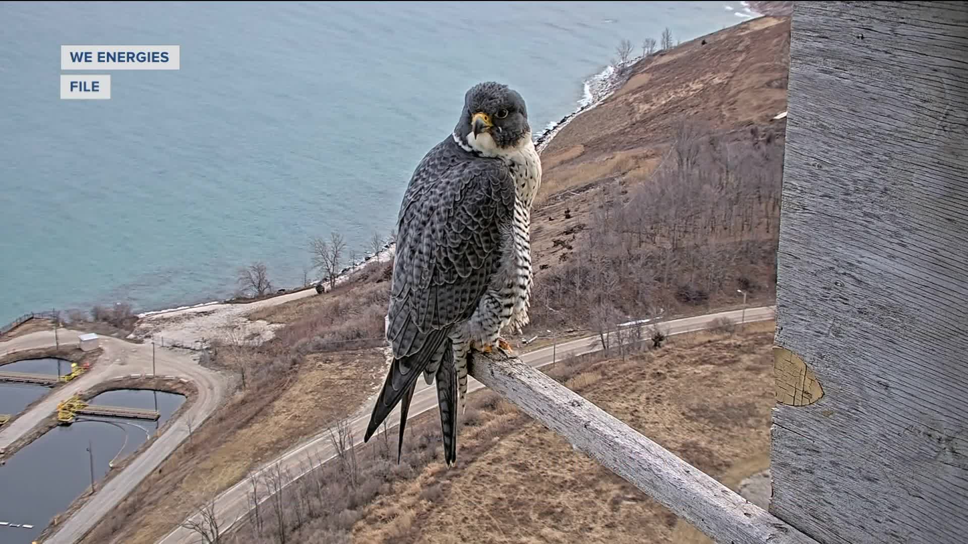 We Energies' longest-returning falcons have died, likely from bird flu