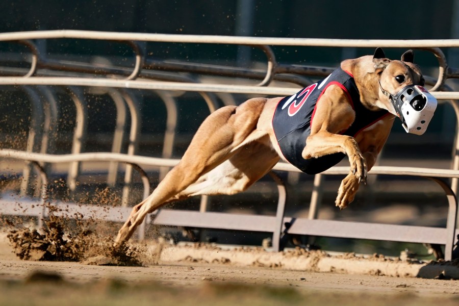 Cocaine, cash, and canines: The fight over dog racing in West Virginia ...