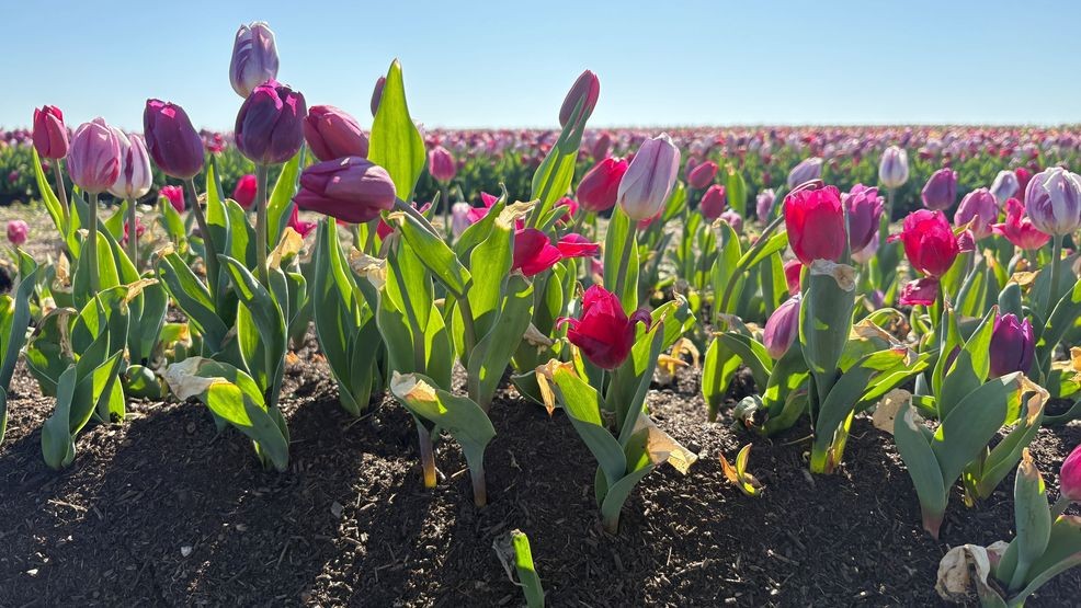 LIST | April 11-13: Spring is here; what else you can do in the DMV ...