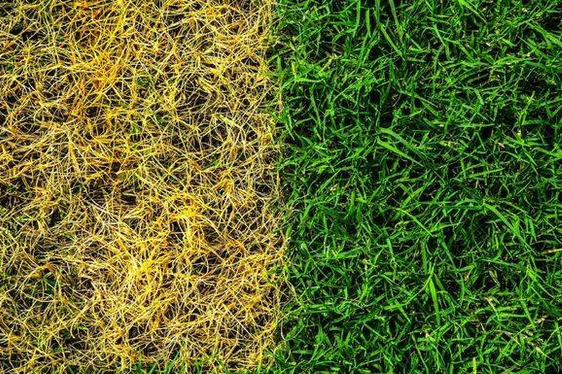 'Crucial' lawn hack to revive it and make it the envy of your neighbors ...