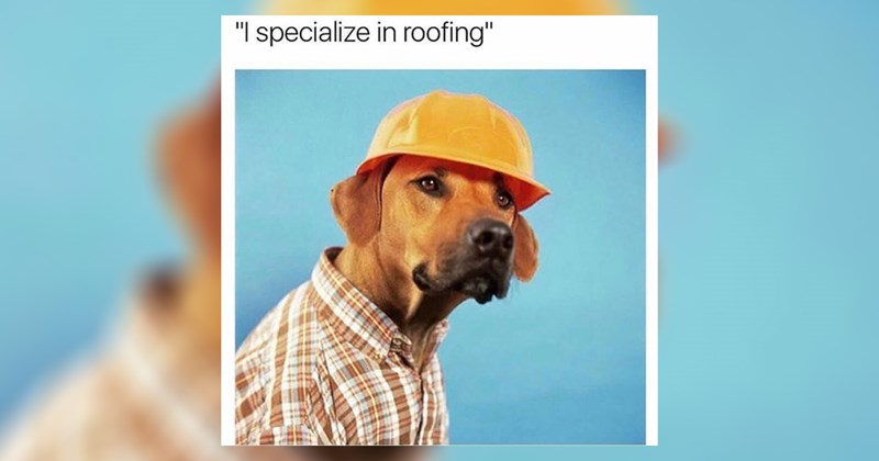25 Darling Dog Memes for Canine Enthusiasts (April 10, 2025)