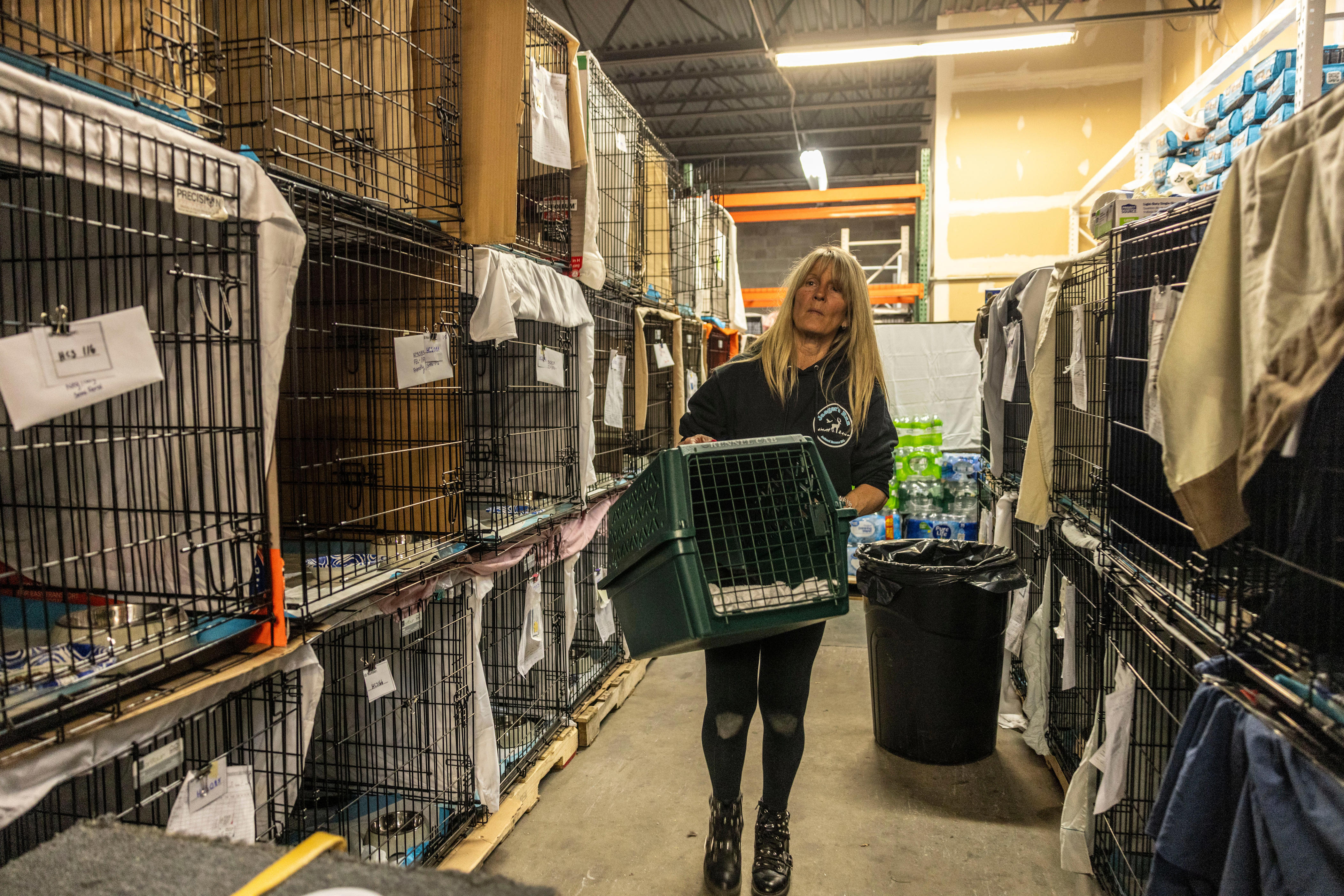 Some cats rescued after Long Island cat sanctuary fire are now up for ...