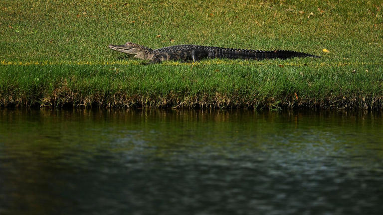 'I had to save my husband': Woman battles gator in retirement community ...