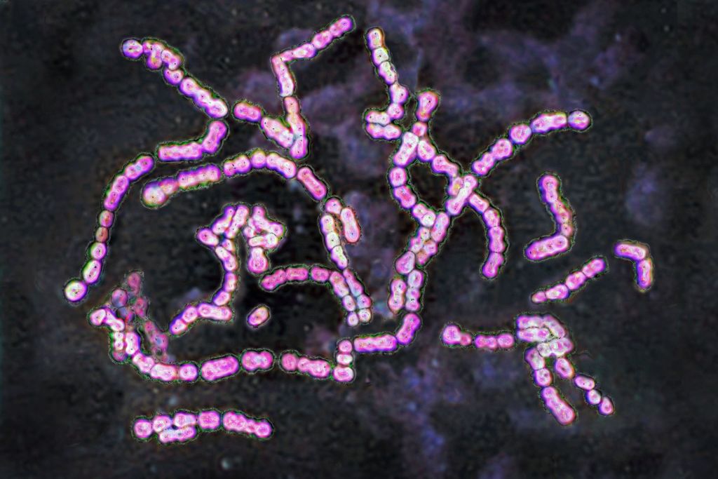 Invasive Strep Infections Are Rising in the U.S.