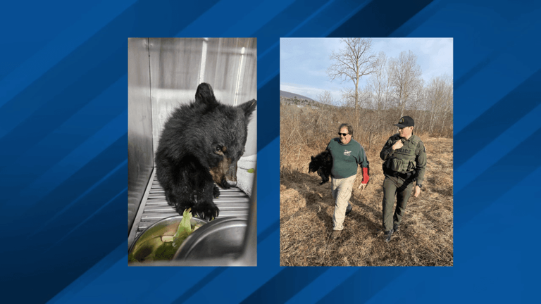 Bear cub rescued at Hunter Mountain shows signs of recovery