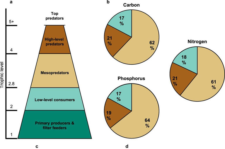 Global fisheries' nutrient extraction threatens ocean ecosystems and ...