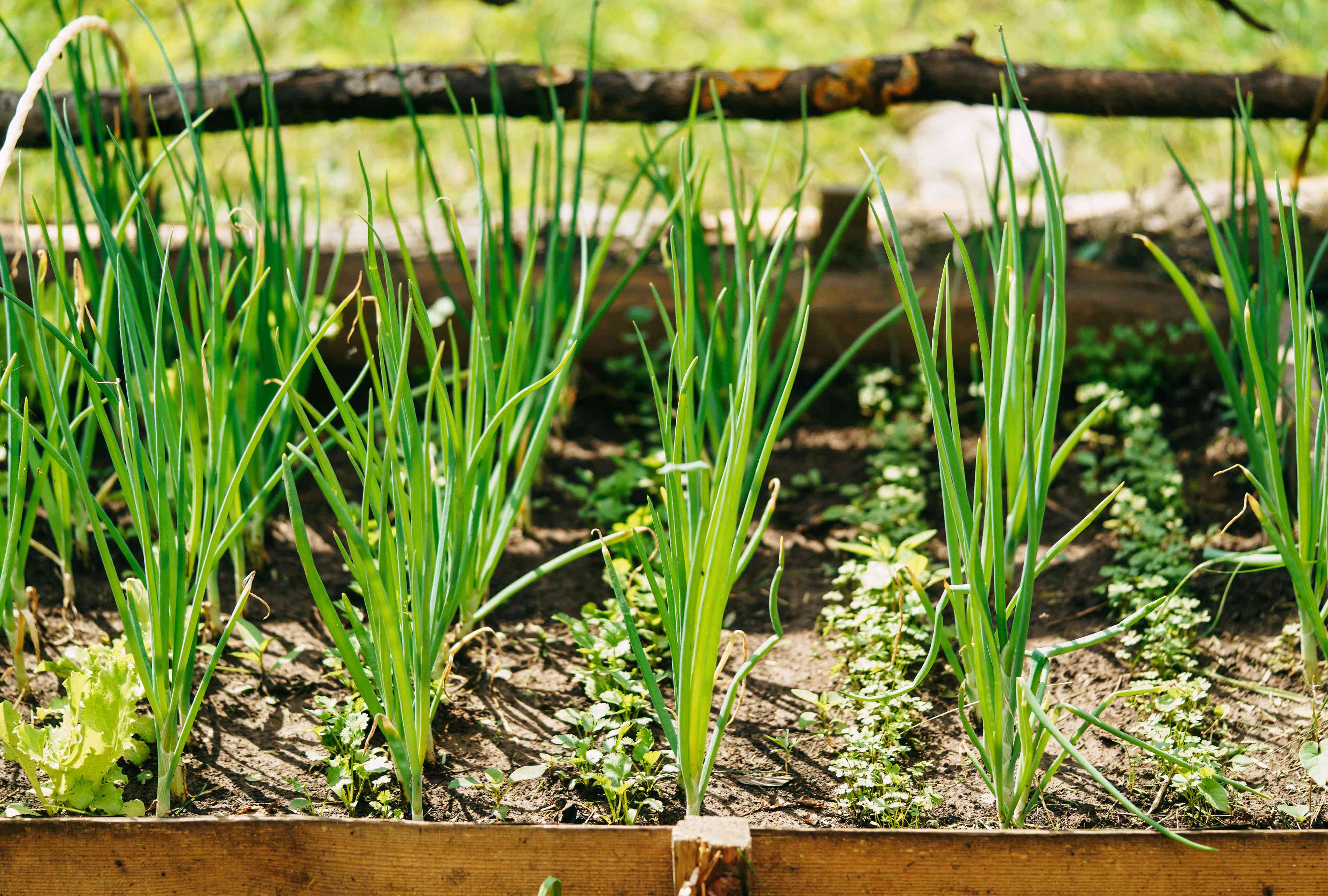 How to Grow Green Onions—Plus, Tips for Regrowing Them From Scraps