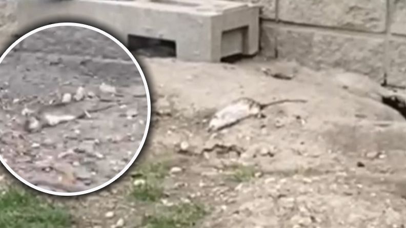 Ekel-Alarm! Ratten-Friedhof in Wien-Floridsdorf