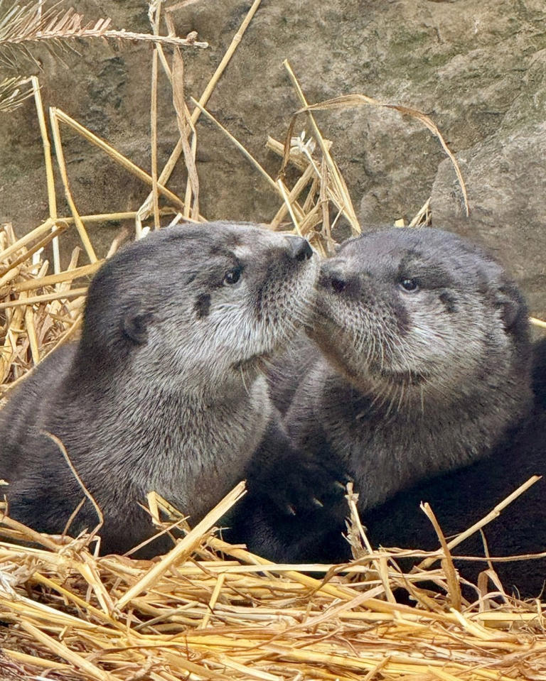 You can help name new, adorable otter pups at the Long Island Aquarium