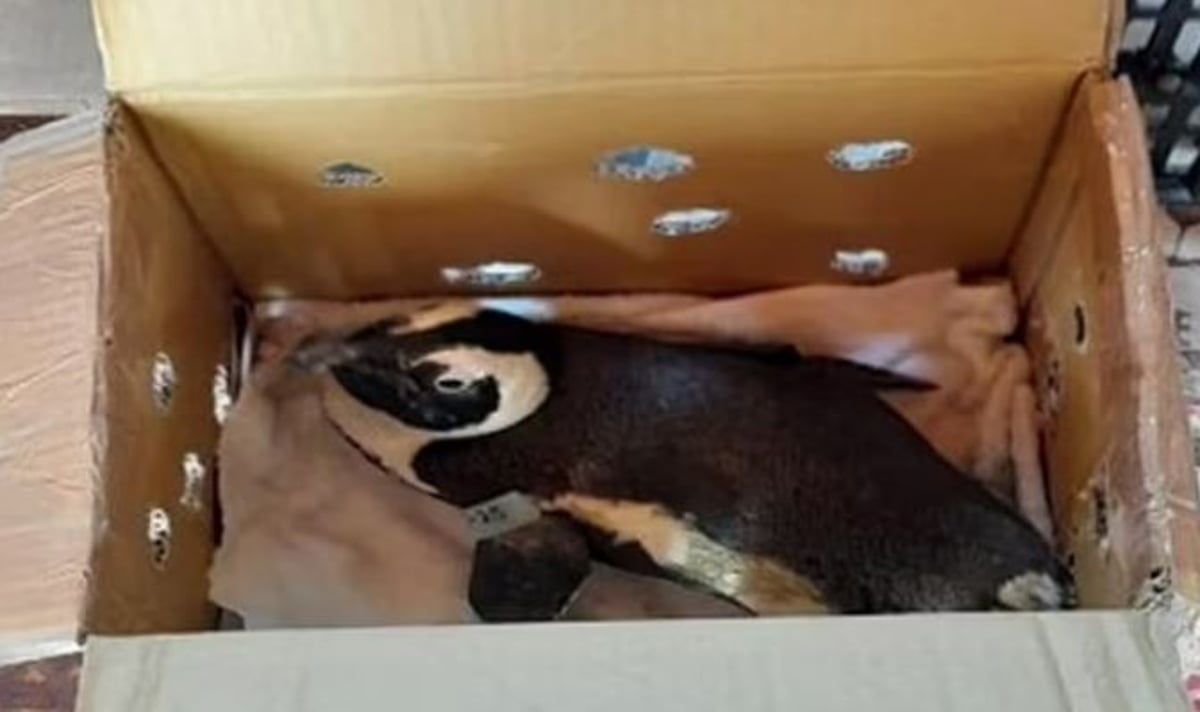 South Africa helicopter crash caused by penguin knocking controls