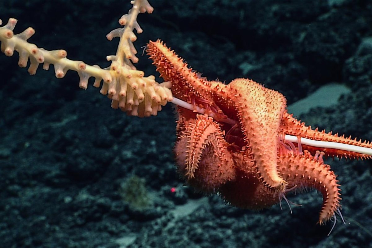 Virtual dive will take explorers deep into unexplored waters off Hawaii