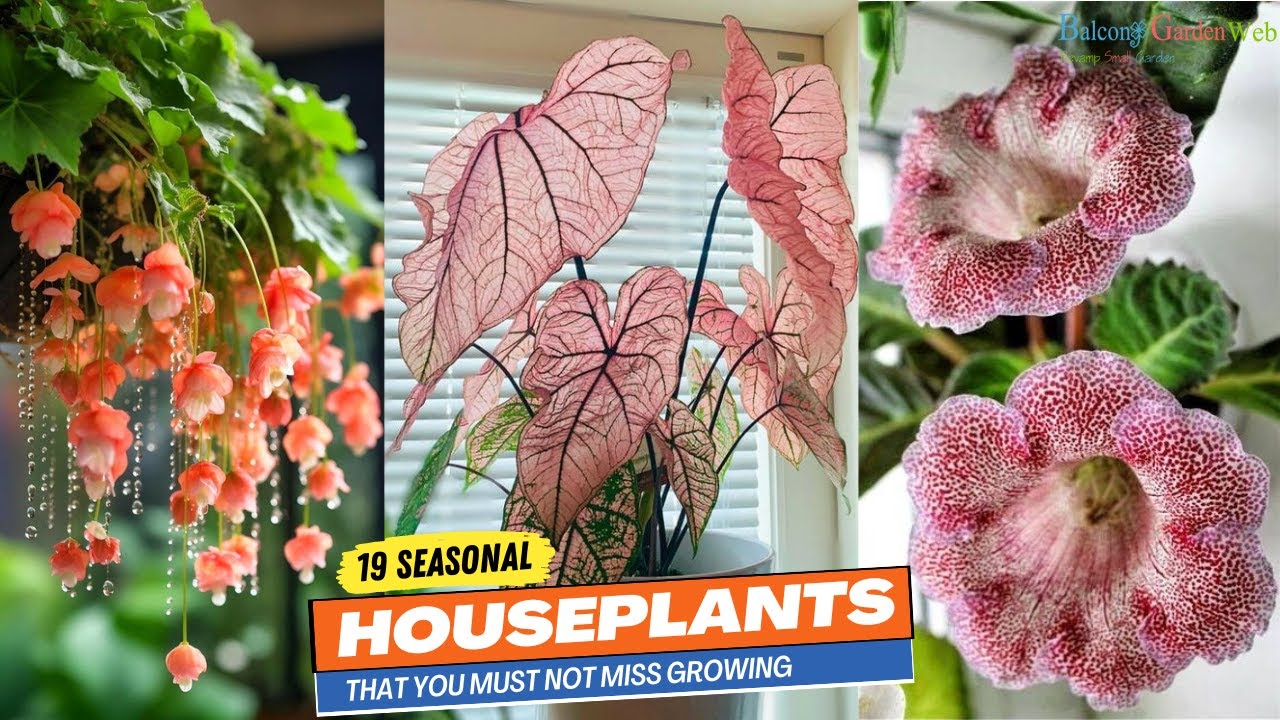 How to keep your indoor garden stunning with 19 seasonal plants
