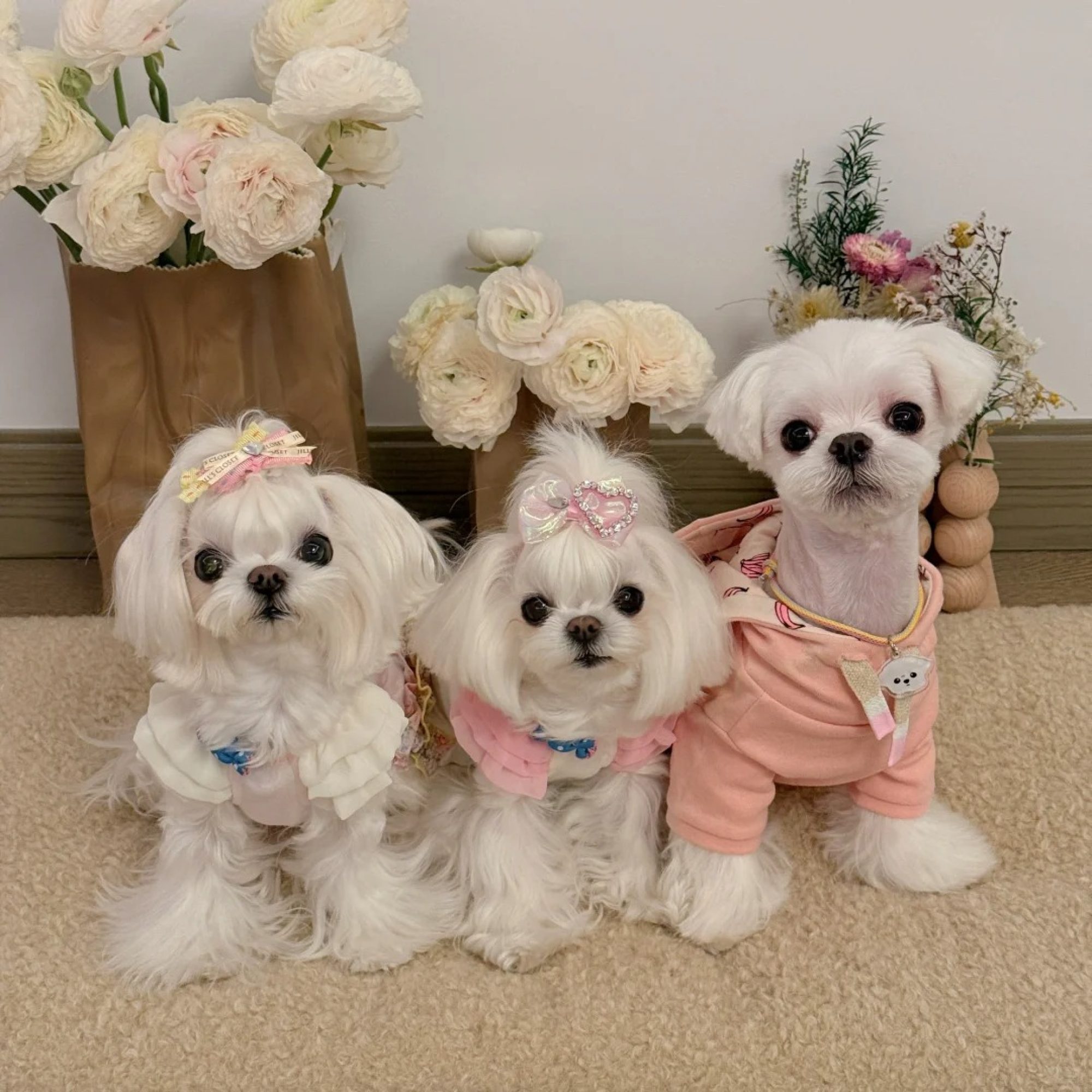 China pet lover spends US$280,000 on outfits, accessories for dogs, builds walk-in wardrobe