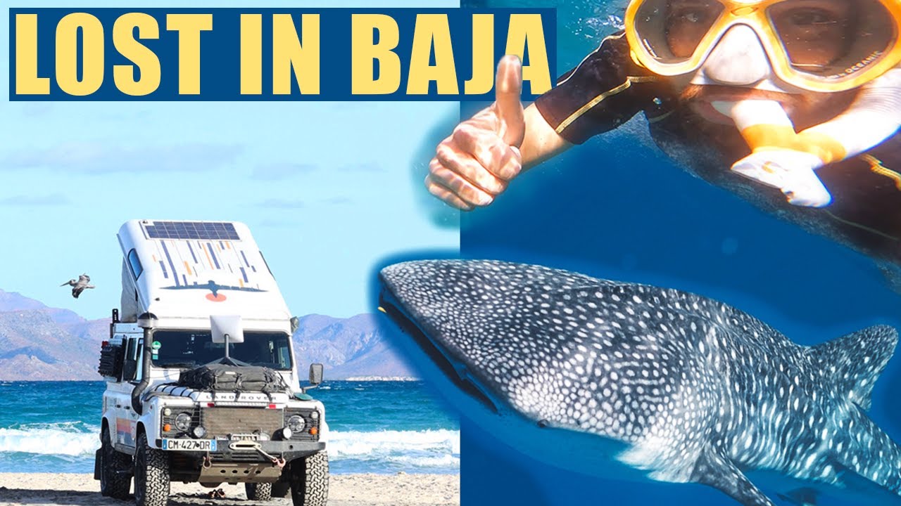 Baja Vibes: Swimming with Whale Sharks & Chill Beaches – World Tour ...