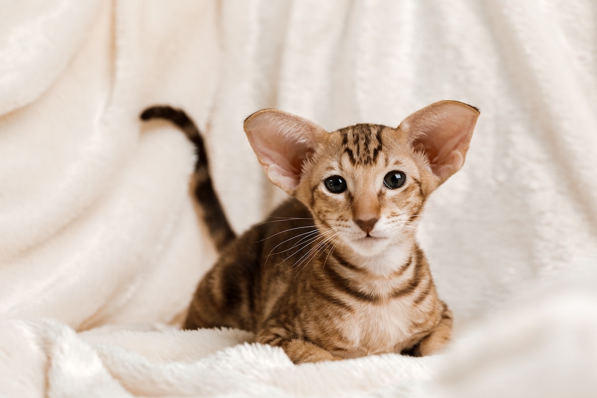 Oriental Shorthair Kitten's Unique Looks and Giant Bat Ears Have ...