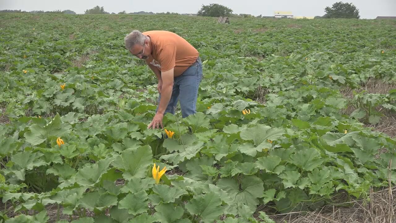 Researchers update tool to help Iowa farmers select cover crop varieties