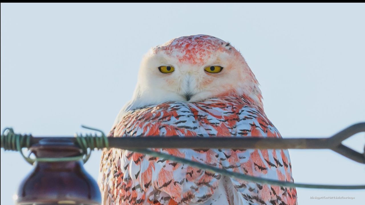 Michigan woman travels 900 miles to capture rare orange-feathered snowy owl