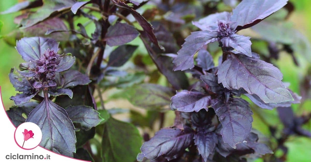 Perché ho messo il Basilico Viola in balcone invece del classico ...