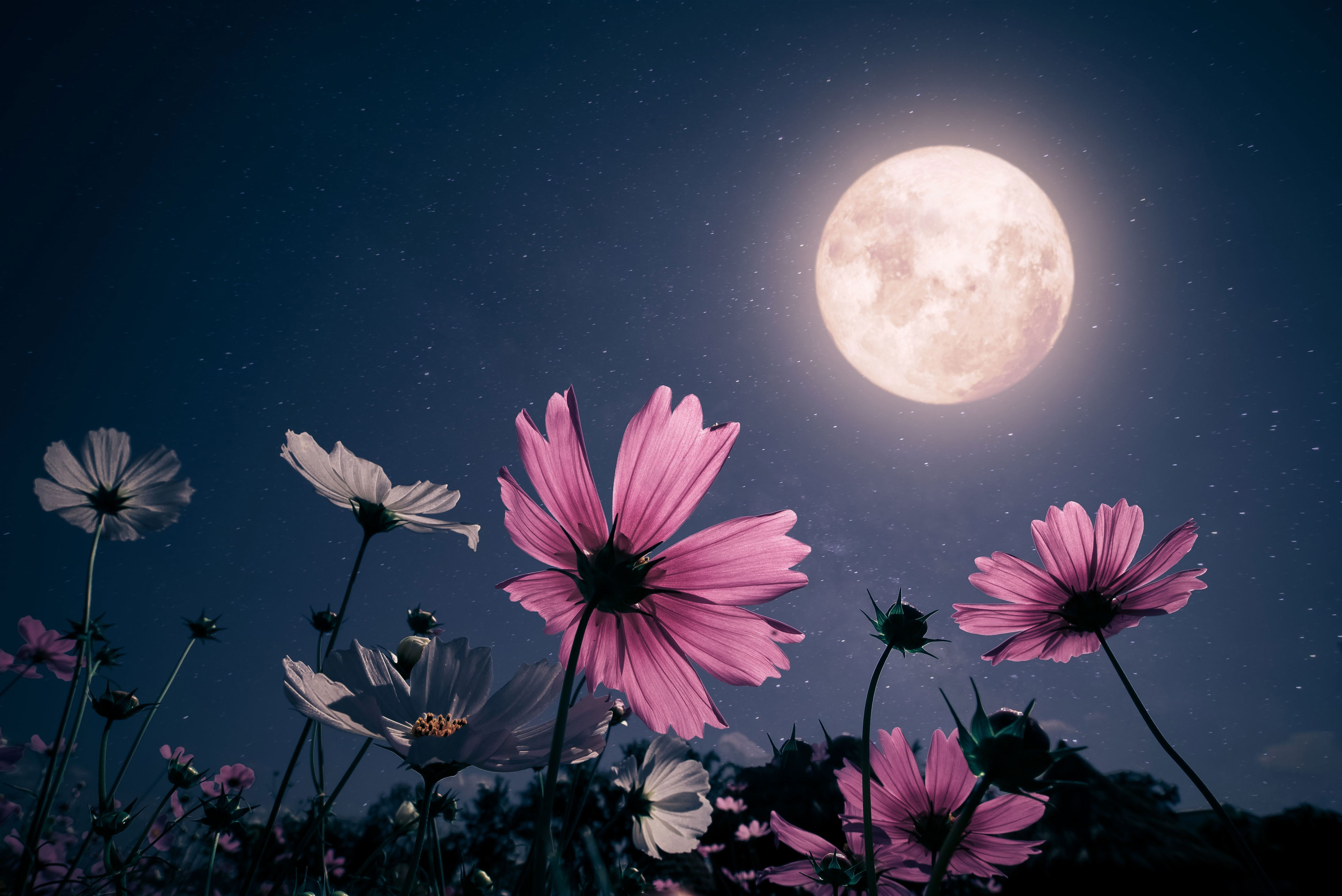 It's a Pink Moon! Spring's First Full Moon Set to Rise This Weekend to ...