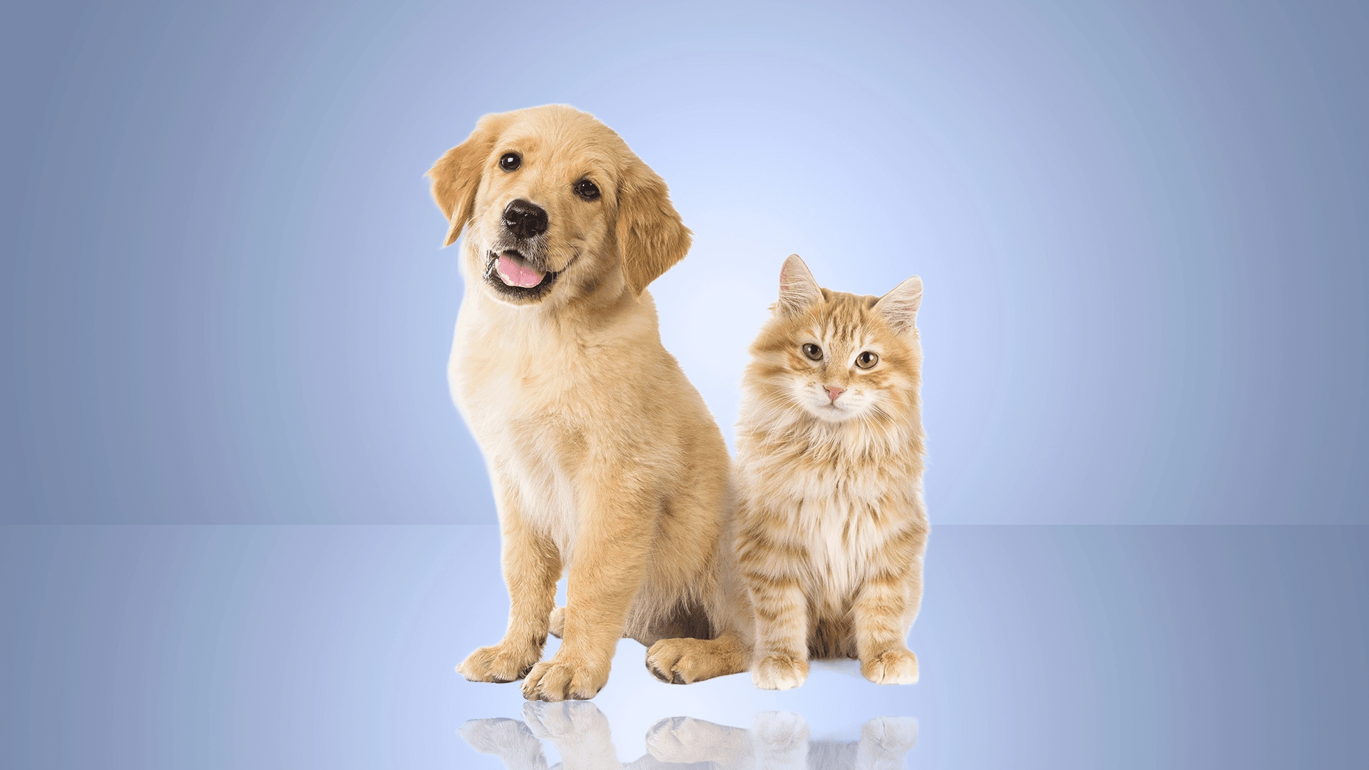 ASPCA Pet Insurance Review: Rating, Cost and Coverage