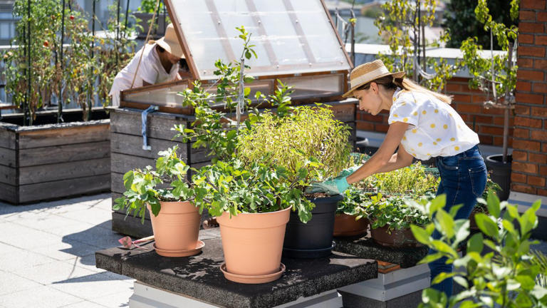 How Urban Farming Is Shaping the Future of City Living
