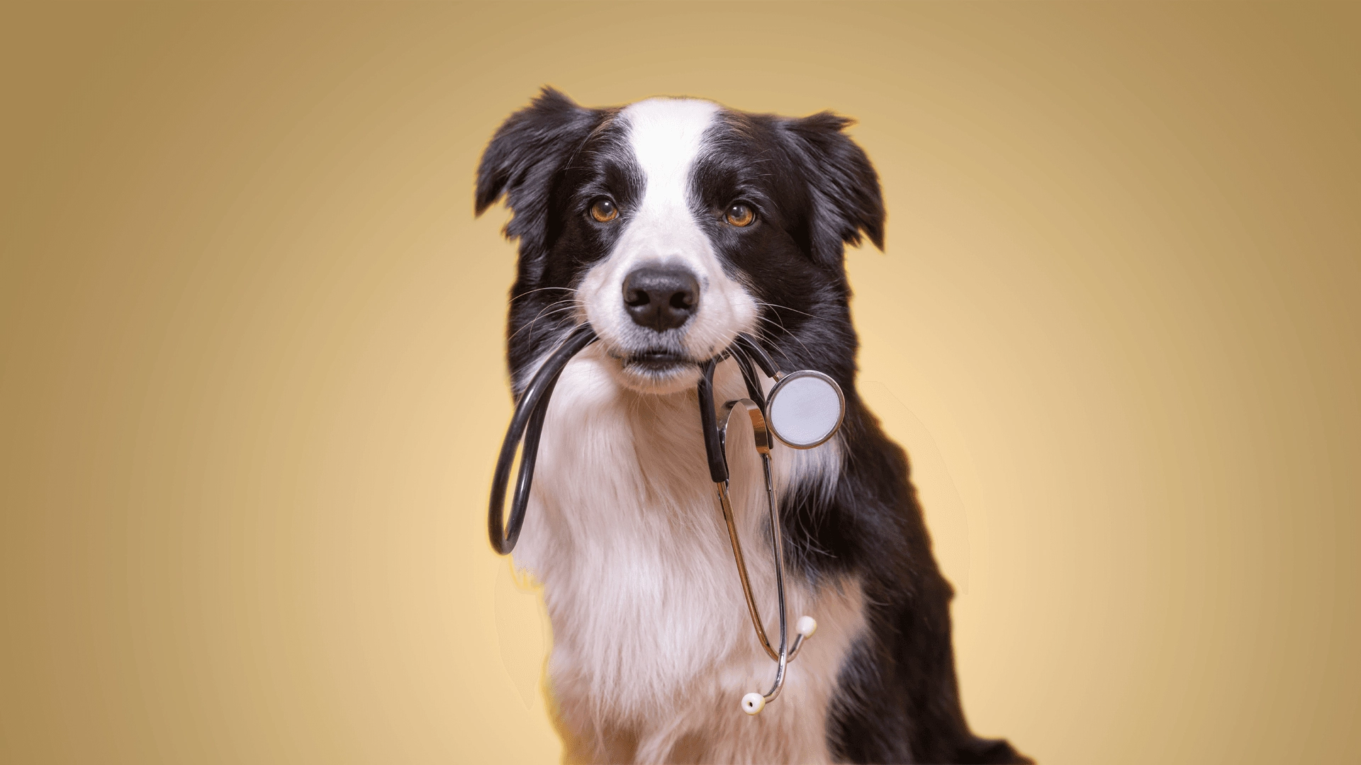 Spot Pet Insurance Review: Rating, Cost and Coverage