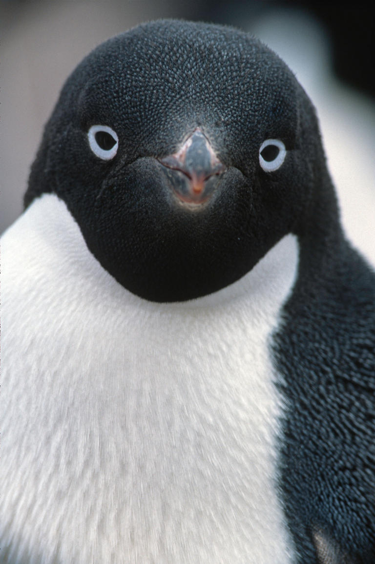 Penguin Causes Helicopter Crash In South Africa, And People Joke It's ...