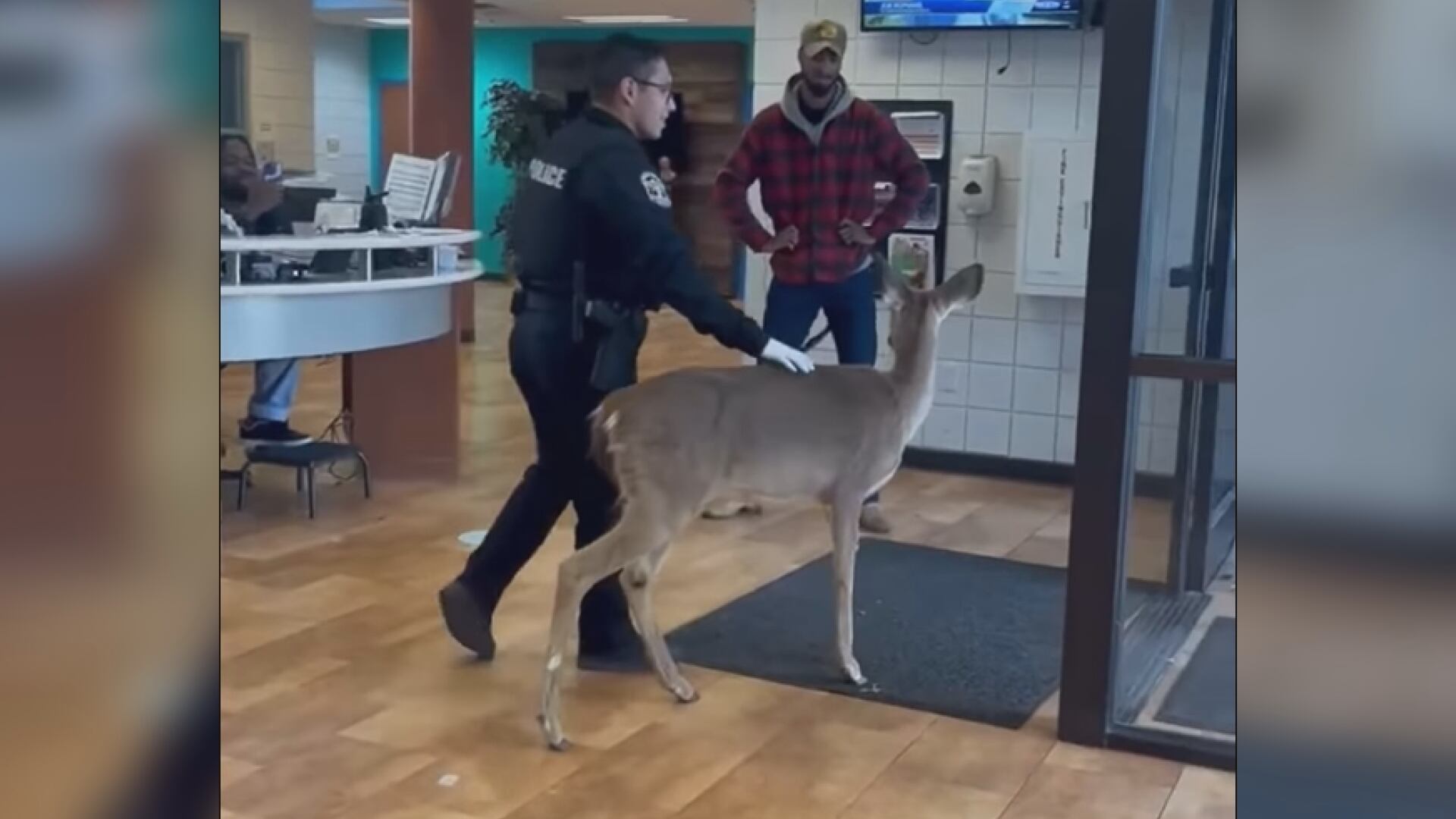 VIDEO: Deer walks through YMCA doors in downtown Louisville