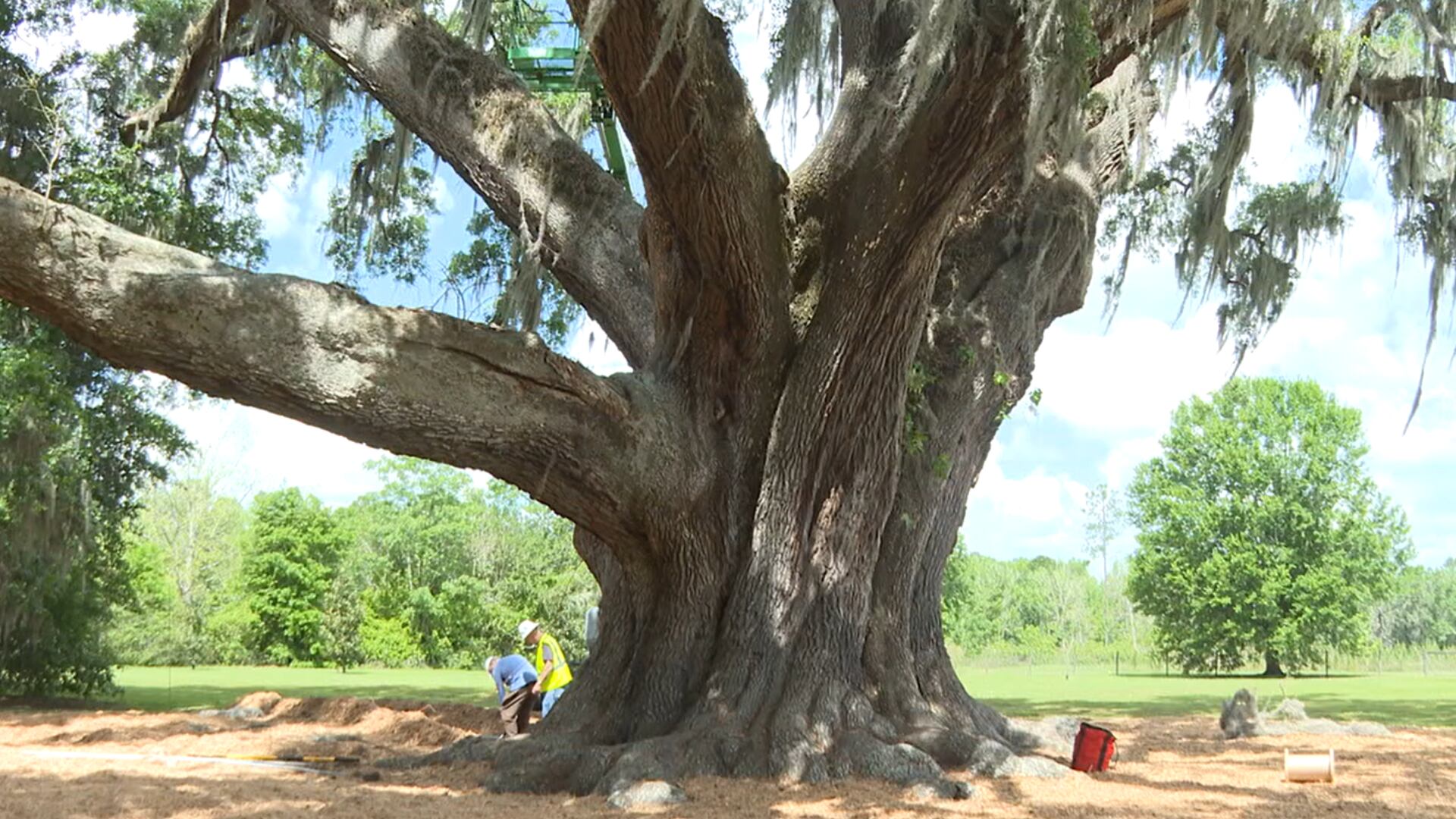 Alachua County park closes to protect 200-year-old tree from lightning ...
