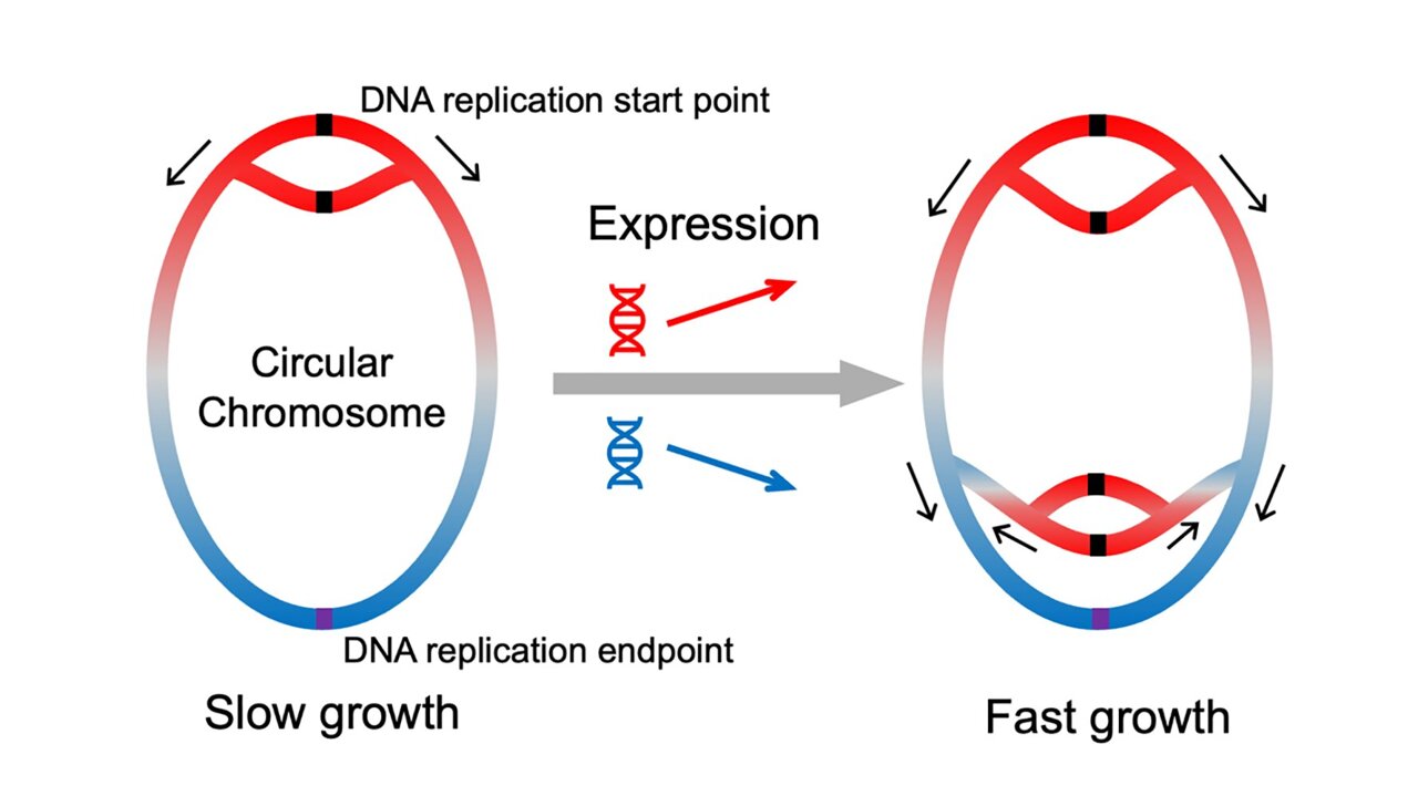 Strategic gene placement in bacteria offers insights into evolutionary ...