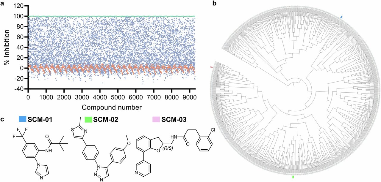 Study provides scaffold to selectively target drug breakdown process